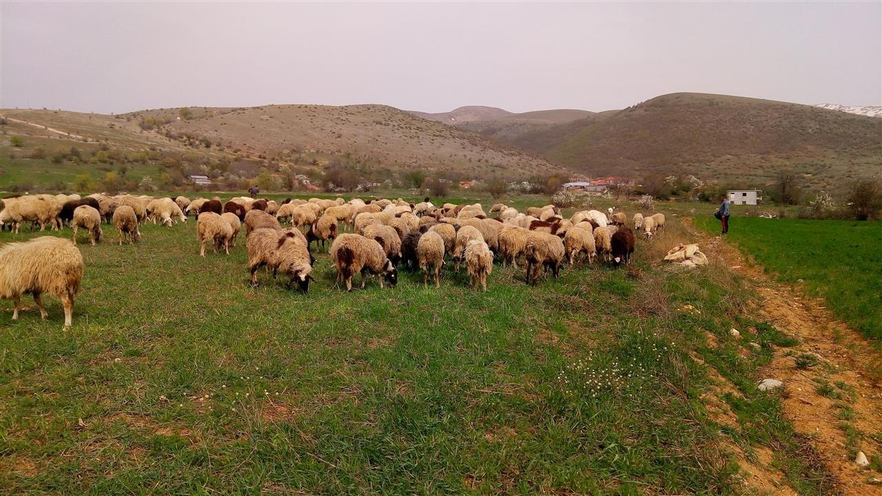 tufe me dele | Korçë tufe me dele | Korçë